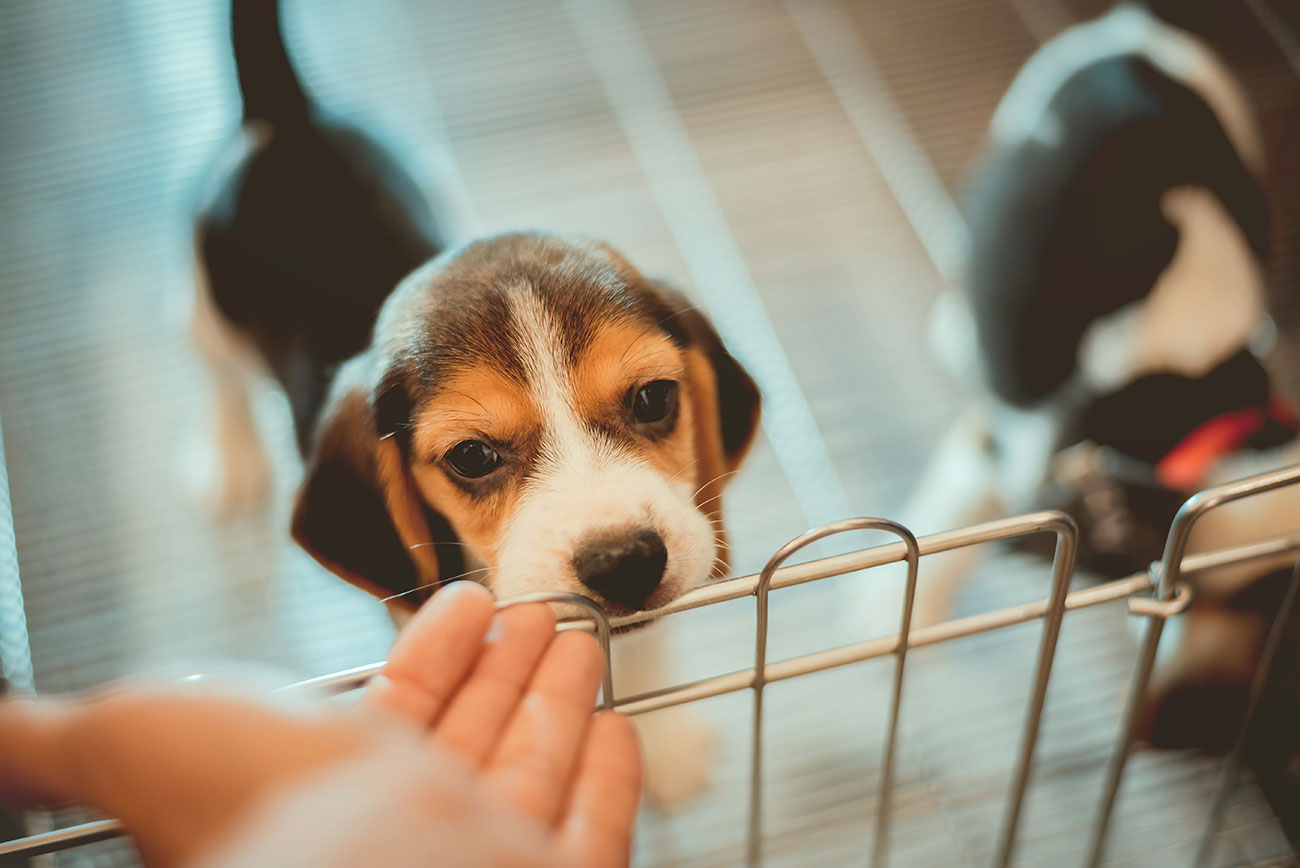 5 Great Reasons to Adopt, Not Shop - Best Buddies Pet Care